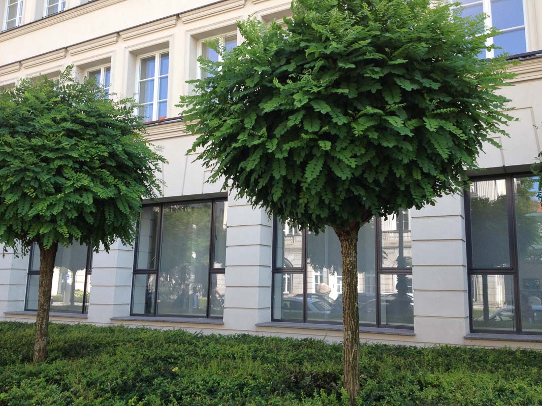 Kugelförmiger Kleinbaum – CvB Gartendesign München
